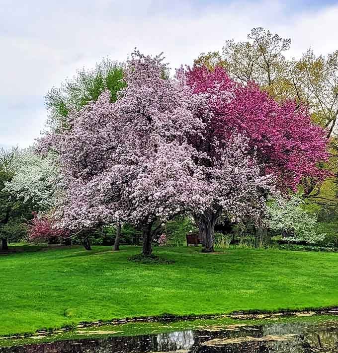 Flowering crabapple trees explode in pink blooms, making spring look like it's showing off for the cameras.