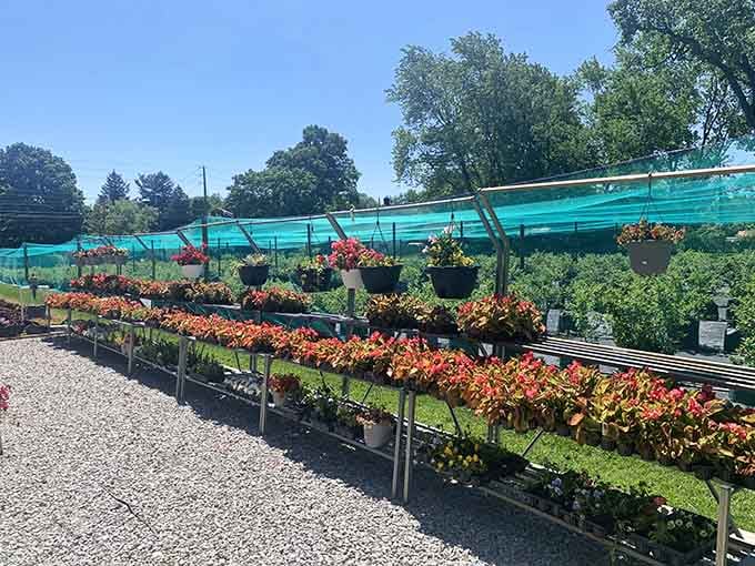 Colorful hanging baskets lined up like soldiers, each one bursting with blooms demanding your attention.