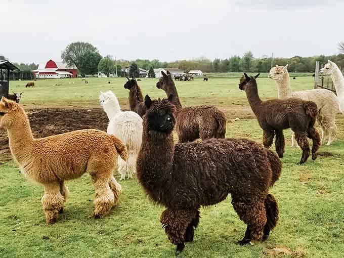 This fuzzy gathering looks like a fiber arts convention, with every shade from cream to chocolate brown represented in glorious, fluffy detail.