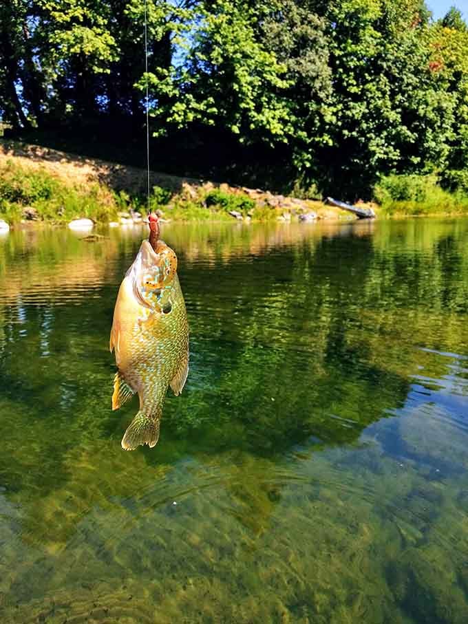 That's what success looks like in Elkton: a beautiful fish, clear water, and nowhere else to be.