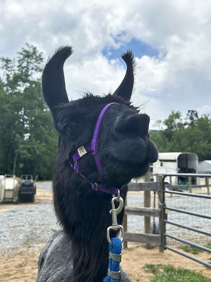This black beauty's expression perfectly captures the llama philosophy: confident, curious, and completely unbothered by your drama today.