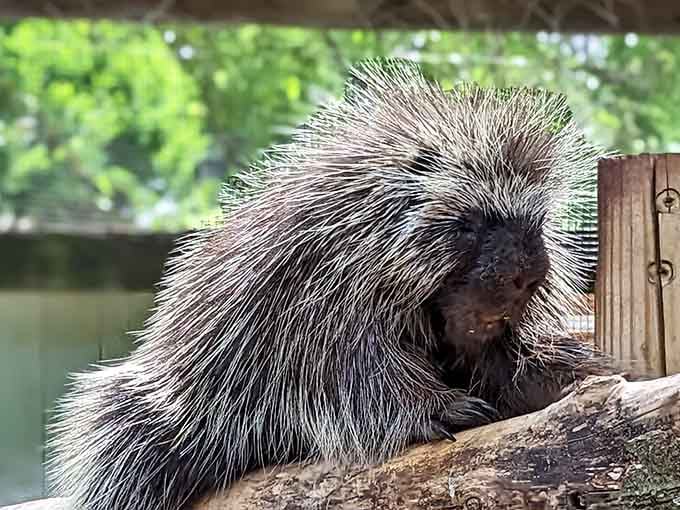 That porcupine's impressive quills are nature's way of saying "look but definitely don't touch, friend."