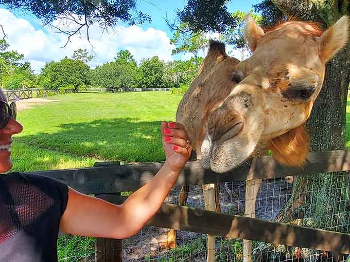 Hand-feeding a camel is surprisingly delightful, though their breath might remind you why mints were invented.