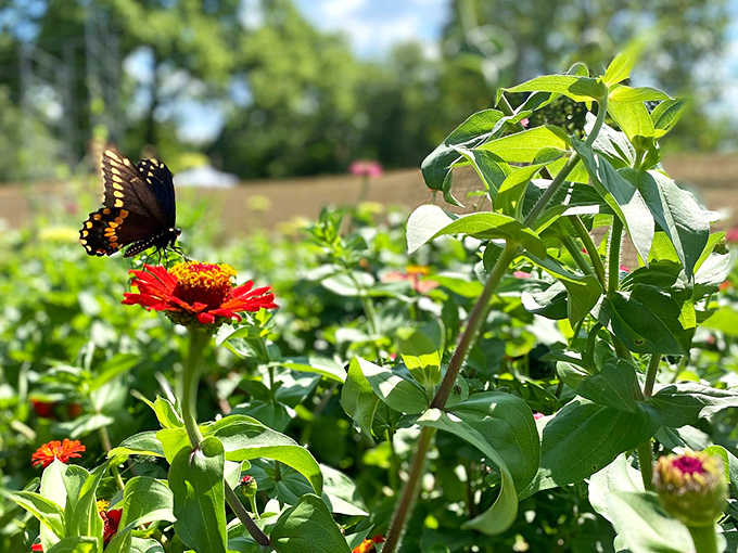 A butterfly discovers lunch among the zinnias, living its best life in this outdoor garden sanctuary.