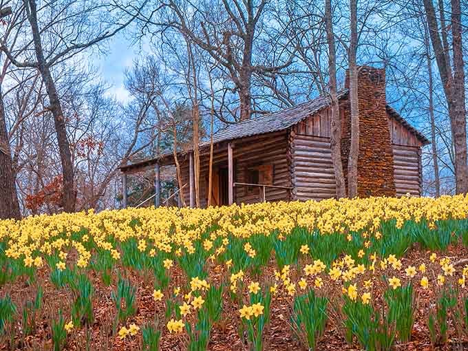 Those golden daffodils blooming before the rustic cabin create a scene straight out of a Hallmark movie, only better.
