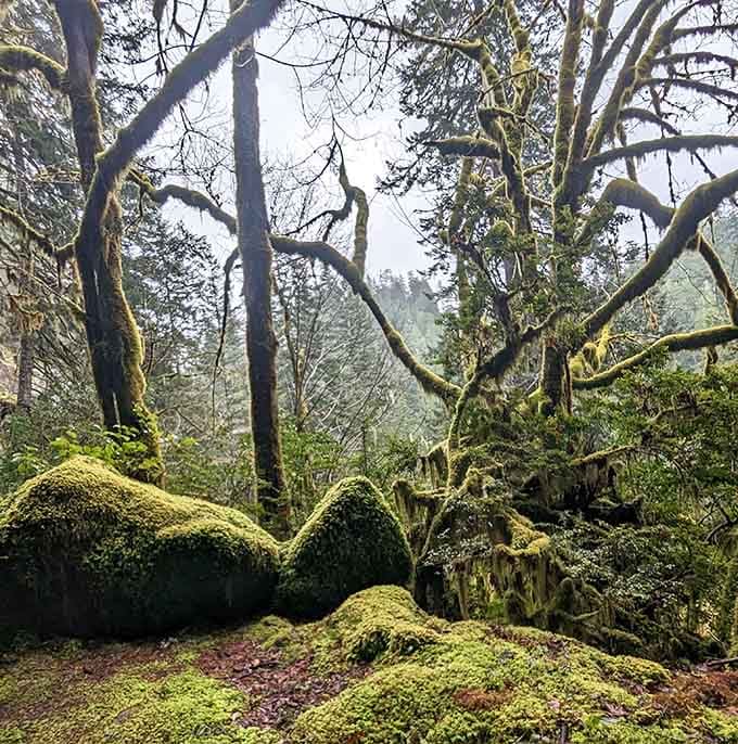 Moss transforms ordinary trees into otherworldly sculptures, creating a landscape that Dr. Seuss would have absolutely adored.