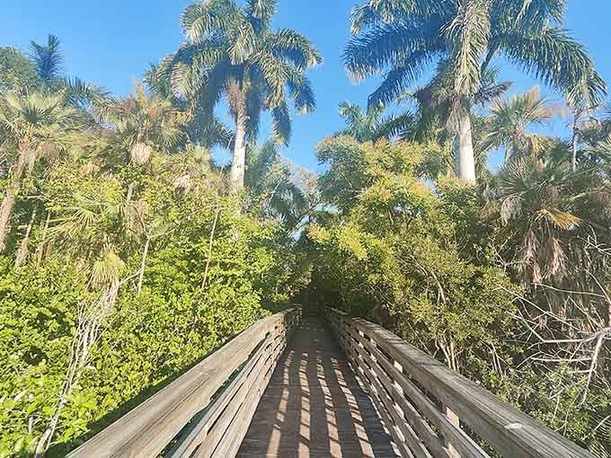 Palm trees frame the boardwalk path, creating a tunnel of green that leads deeper into this wetland wonderland.