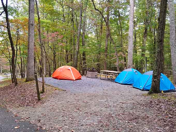 Campsites nestled in the woods offer that perfect balance between roughing it and still having your tent zipped against mysterious nighttime sounds.