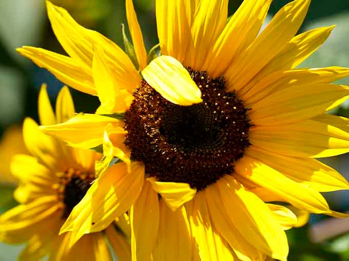 Up close, each sunflower reveals intricate patterns that make you wonder why anyone bothers with abstract art when nature does it better.