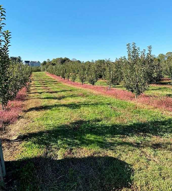 Neat rows of apple trees stretching toward the horizon represent the kind of agricultural beauty that never goes out of style.