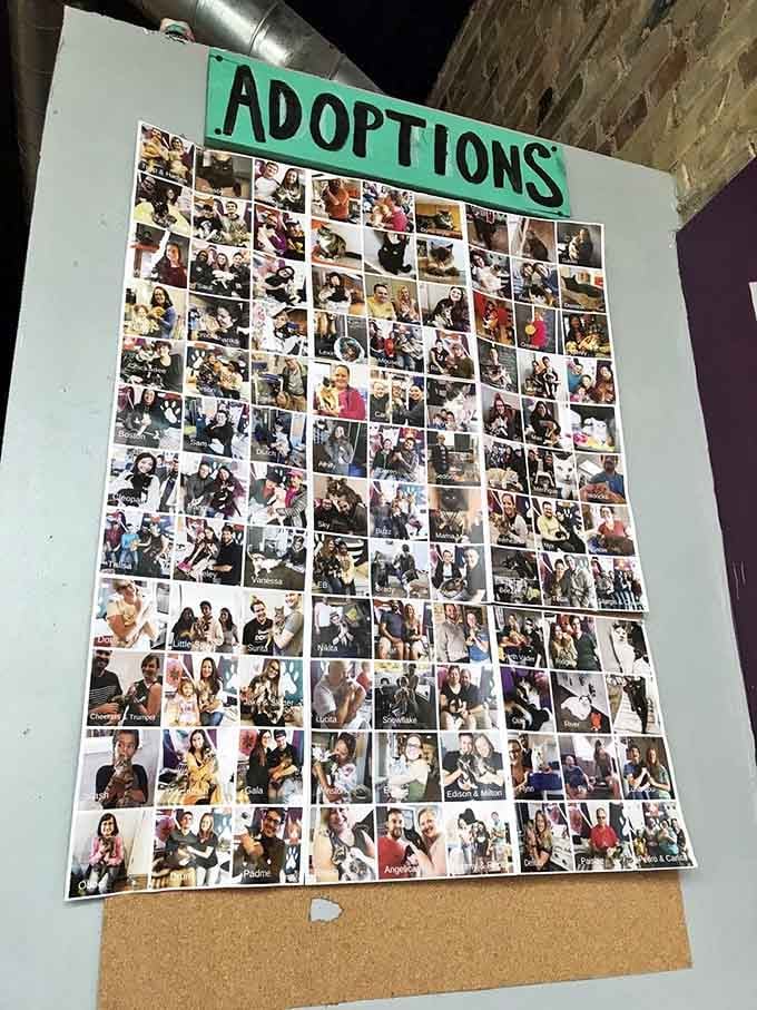 This adoptions wall showcases countless success stories, proof that coffee and cats make magic happen together beautifully.
