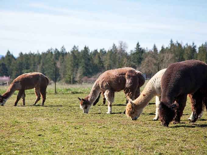 Watching alpacas graze peacefully against mountain views is cheaper than therapy and probably just as effective for stress.