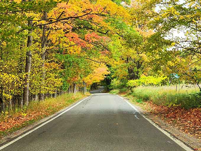 Tree canopies creating natural tunnels that put your screensaver to shame every single fall without fail.