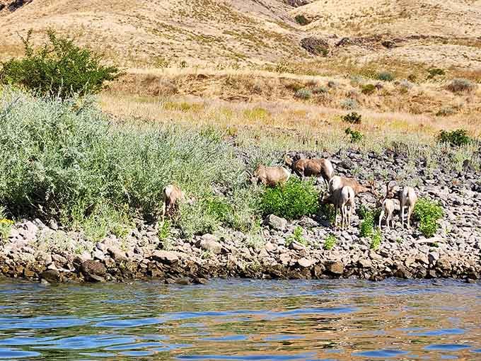 Bighorn sheep casually defying gravity on canyon walls, making your morning yoga routine look positively pedestrian.