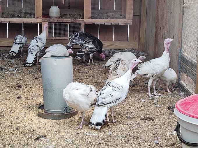 Turkeys strut around their coop with the confidence of birds who know Thanksgiving is months away.