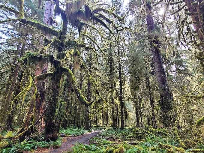 Moss-wrapped branches stretch overhead like arms reaching for something, and the whole forest feels wonderfully alive because of it.