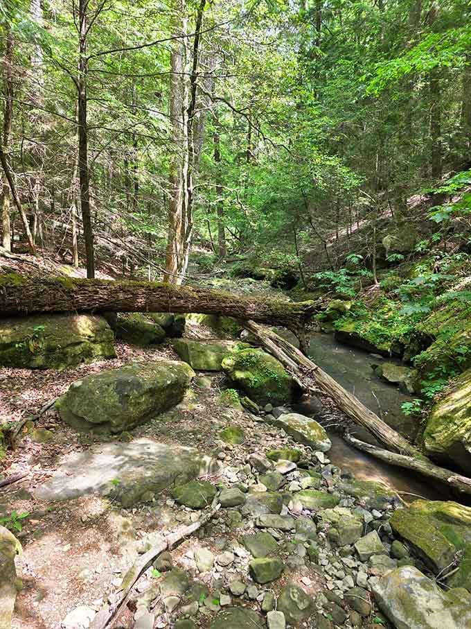 Fallen trees become natural bridges, adding character to the landscape like nature's own rustic furniture collection.