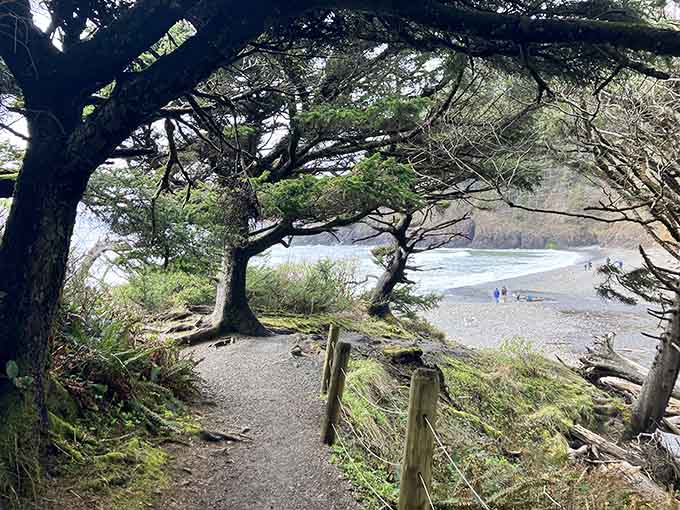 The trail winds through windswept trees like a scene from a fairy tale, offering glimpses of blue between branches as anticipation builds.