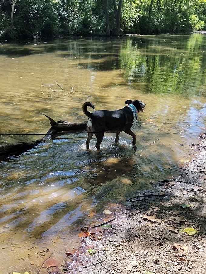 Even the dogs know this creek is the place to be when Missouri heat becomes unbearable for everyone.