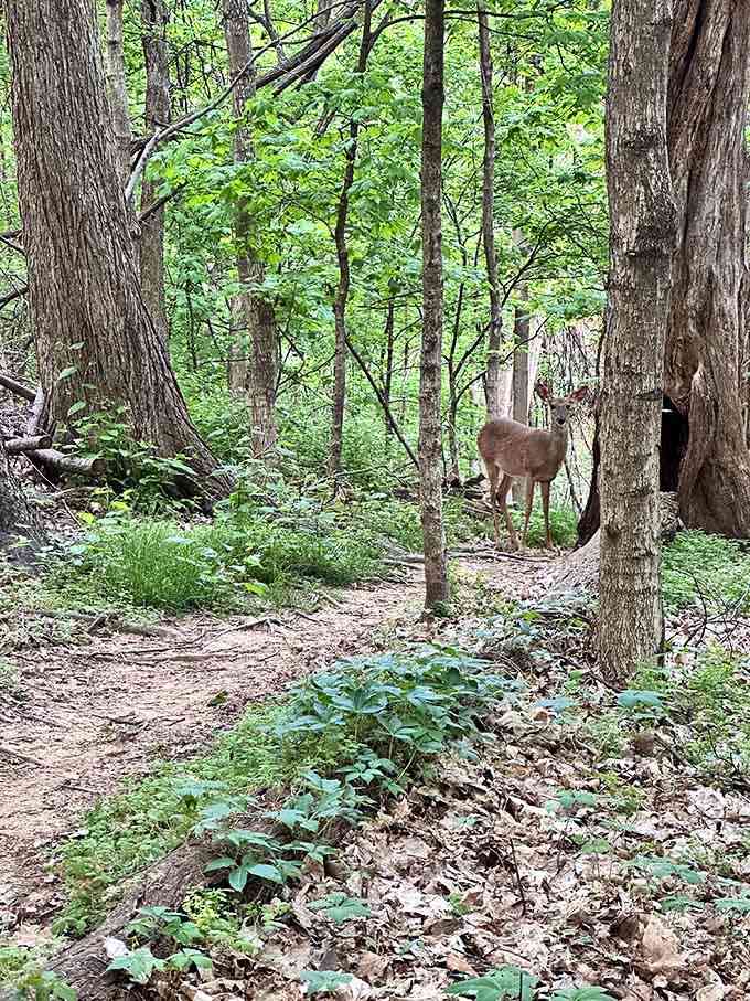 When a deer casually photobombs your hike, you know you've found a truly special place to explore nature.