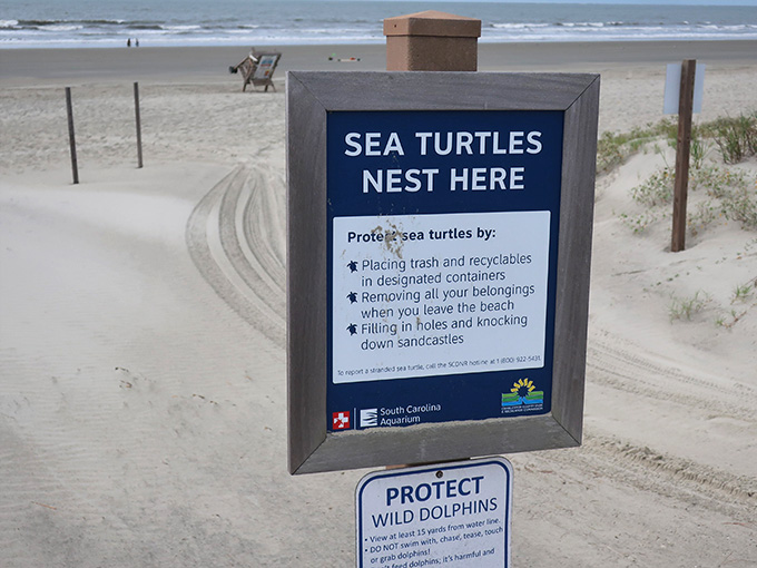 Educational signage about sea turtles, because learning something new makes the beach day feel even more worthwhile.