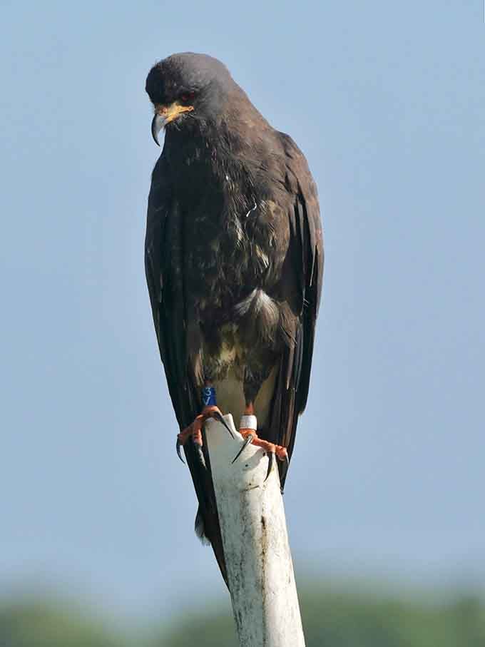 The Snail Kite perches like royalty surveying its kingdom, which happens to be 22,700 acres of prime Florida real estate.