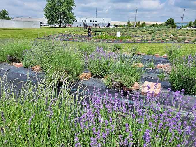 Lavender plants in various stages of bloom, each one more photogenic than your best driver's license picture.