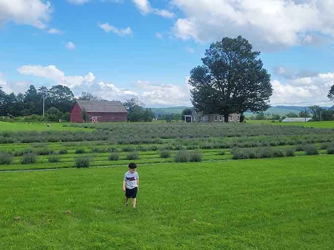 Kids discover that running through lavender rows beats screen time any day of the week. Who knew?