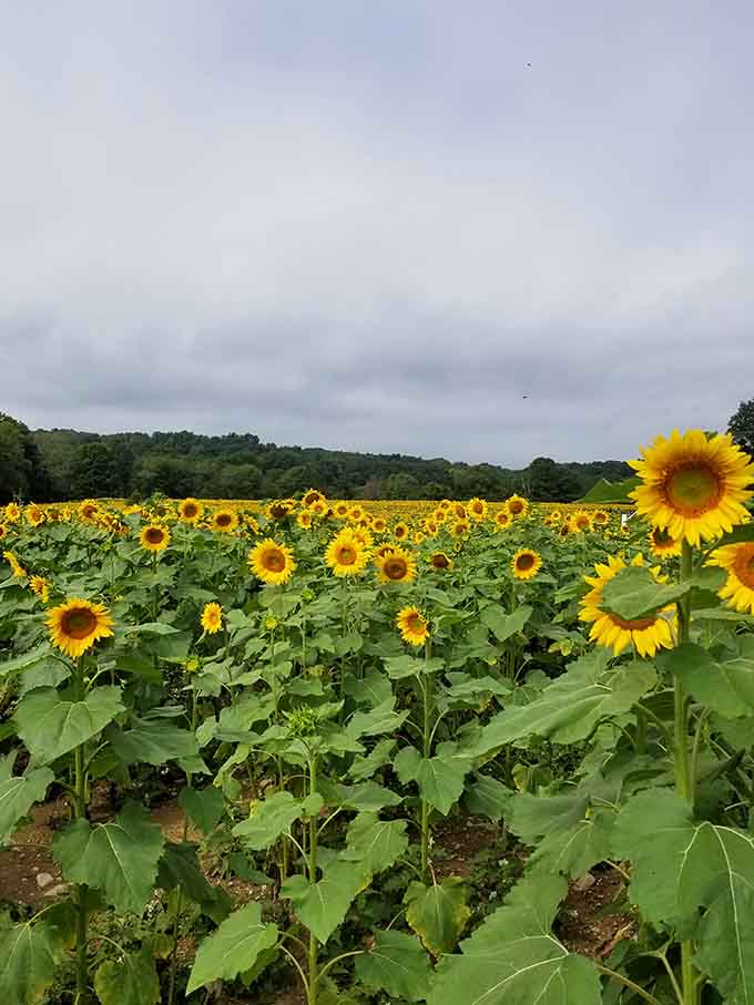Peak bloom transforms the farm into a golden ocean that ripples gently with every passing breeze.