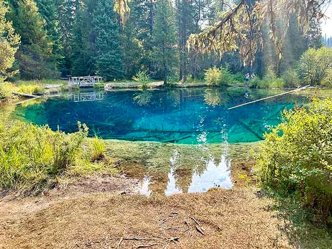 Fallen logs rest peacefully in water so clear you can count every branch from the surface above.