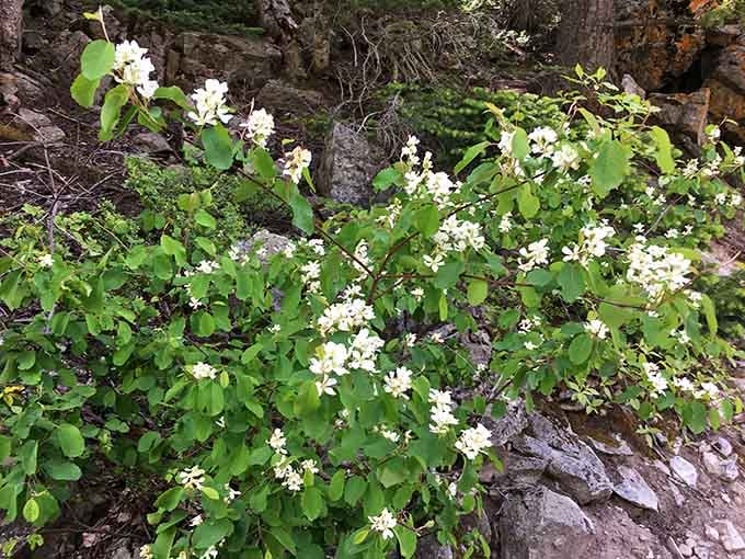 Wildflowers blooming along the trail prove that even rocks can have a garden if they really commit to it.