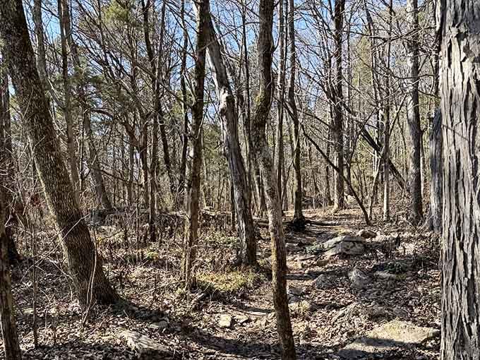 The bare winter trail offers its own stark beauty, when fallen leaves reveal the path ahead clearly.