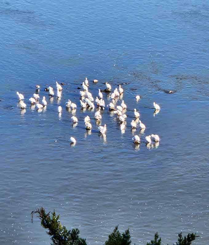 Pelicans congregating on the river like they're having their own town hall meeting about fish distribution.