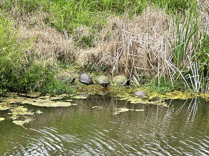 Turtles sunbathe peacefully nearby, providing free nature shows that beat anything streaming on your various subscription services combined together.