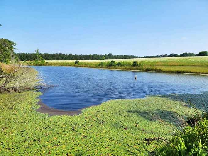 The farm's peaceful pond offers scenic views that remind you why Virginia countryside remains so special.
