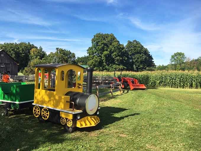 That cheerful yellow train sits ready to transport kids through cornfields, proving simple pleasures never go out of style.