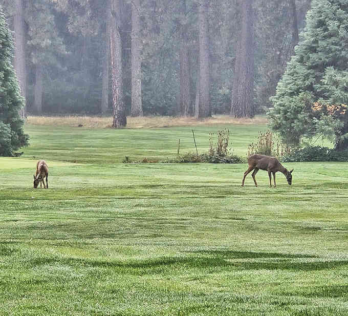 Wildlife casually grazes on the golf course because apparently deer also appreciate well-maintained greens and mountain views.
