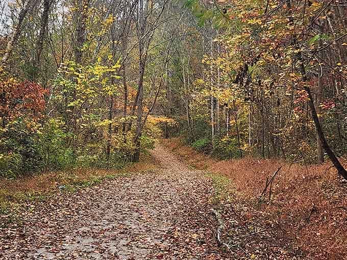 Autumn transforms the trail into a carpet of color, making every step feel like walking through a painting.