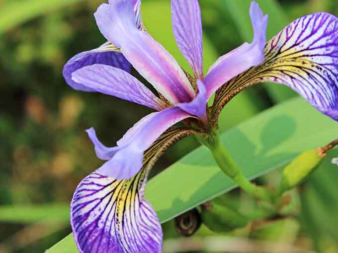 Purple iris blooms add royal color to the bog, their delicate petals defying the harsh wetland environment.