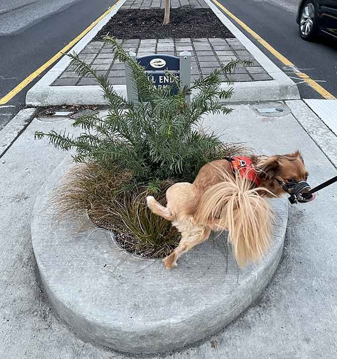 Even tiny dogs can explore Mill Ends Park, though they might actually be too large for traditional park activities here.