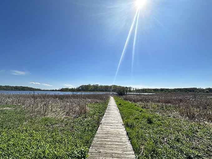 This boardwalk cuts straight through the marsh, bringing you eye-level with ecosystems that have thrived for millennia.