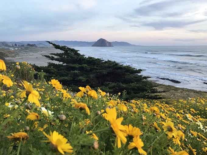 Wildflowers frame the coastline like nature decided to add its own cheerful border to an already perfect painting.