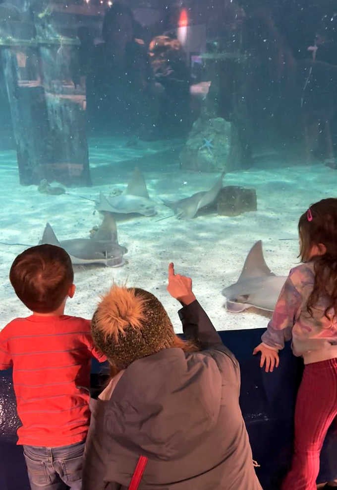 Stingrays and sharks sharing space in this exhibit create an underwater scene that's both thrilling and surprisingly peaceful to observe.