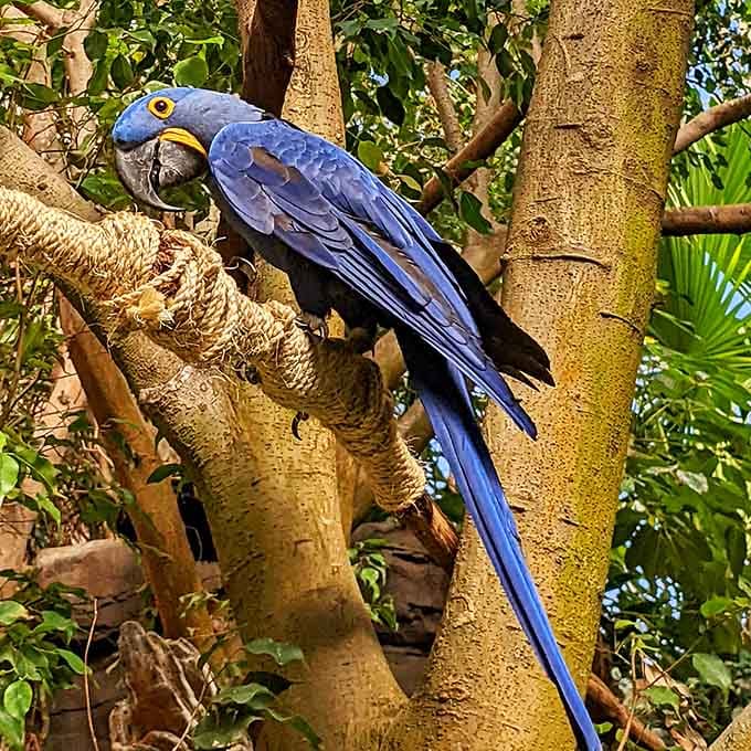 That deep cobalt blue isn't a filter or a trick of the light. The Hyacinth Macaw simply decided to be breathtaking.