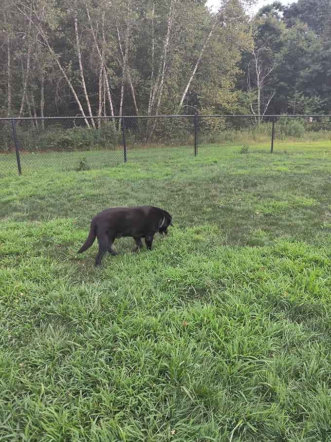 A friendly pup explores the dog park where four-legged residents enjoy amenities that don't require monthly membership dues.