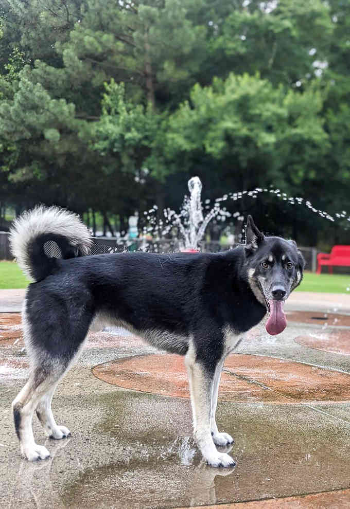 This happy dog cooling off in the splash pad has clearly figured out the secret to surviving Georgia summers.