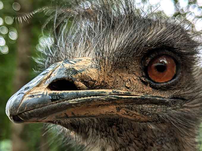 The emu's intense stare suggests it's either deeply philosophical or plotting something involving your car keys immediately.