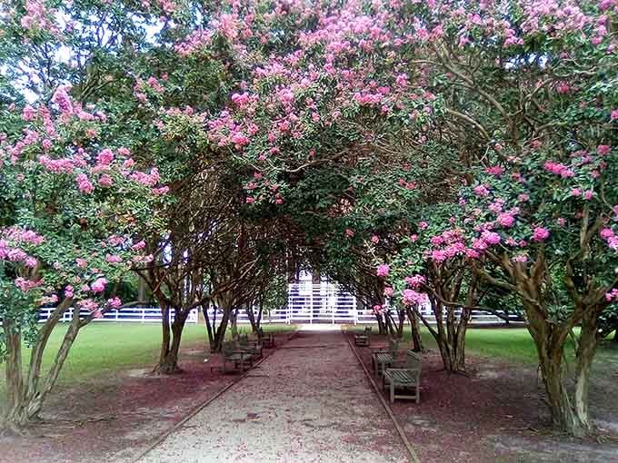 Crepe myrtles frame the path to Ker Place like nature's own welcome committee in full bloom.