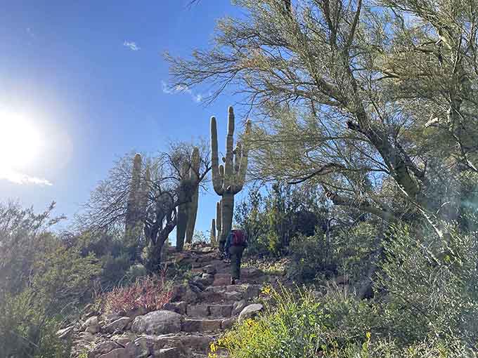 Hiking trails here offer views that make your gym's treadmill scenery look like a screensaver from 1995.