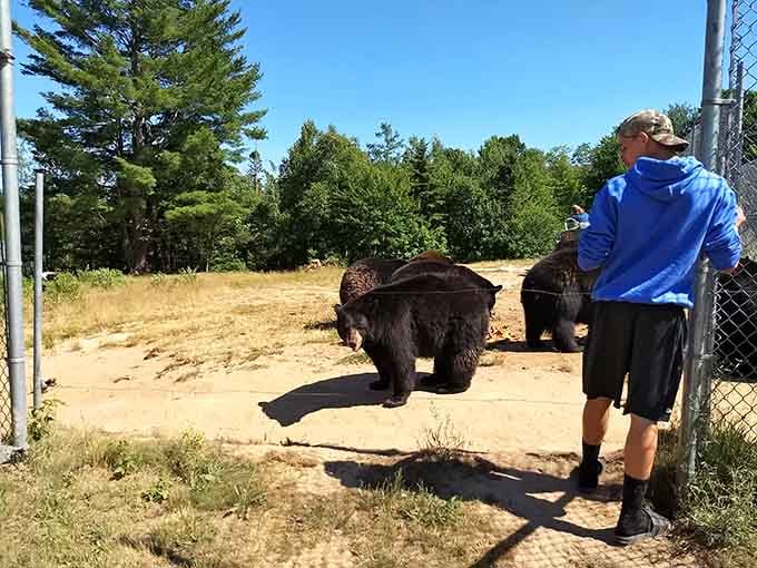 Massive black bears approach visitors at the fence, their size making you grateful for sturdy barriers between species.